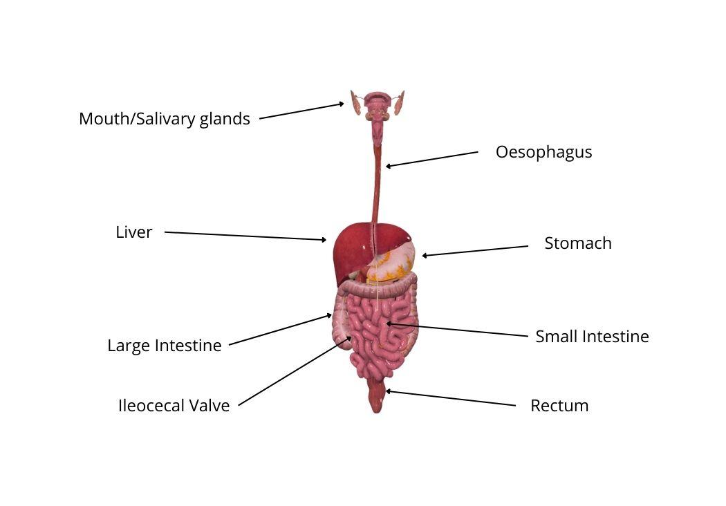 Gut health and the Ileocecal Valve (ICV) | SiLKinesiology